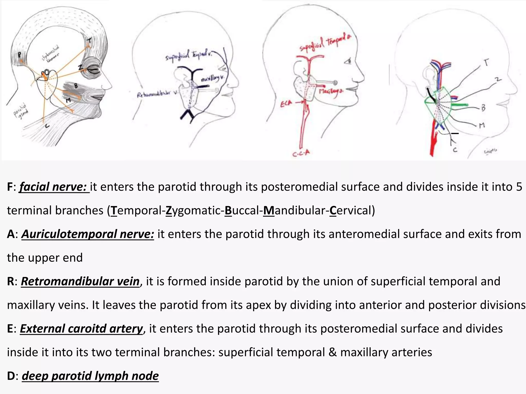 Lecture 2 (The parotid gland and the extracranial part of the facial ...