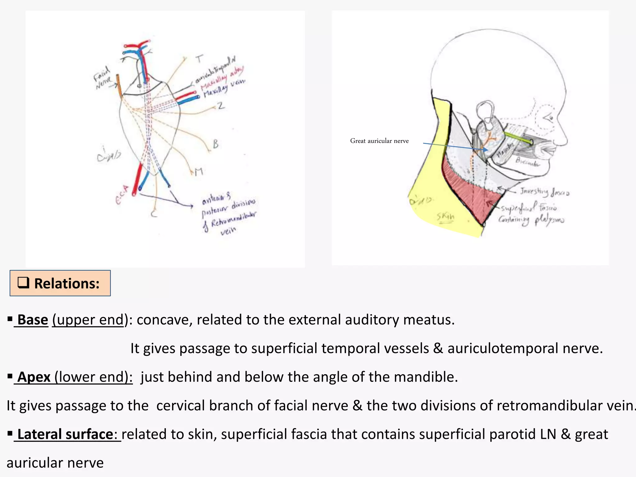 Lecture 2 (The parotid gland and the extracranial part of the facial ...