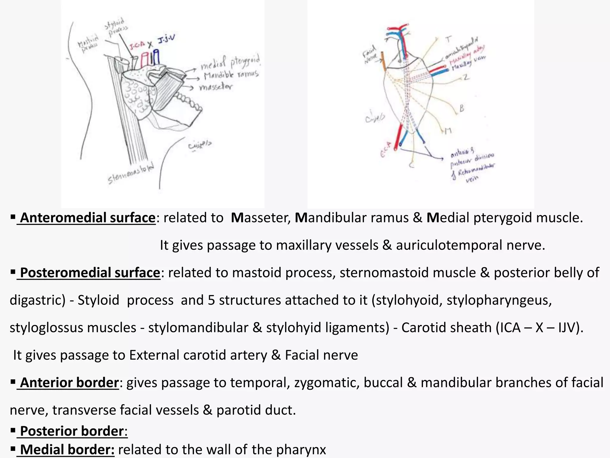 Lecture 2 (The parotid gland and the extracranial part of the facial ...