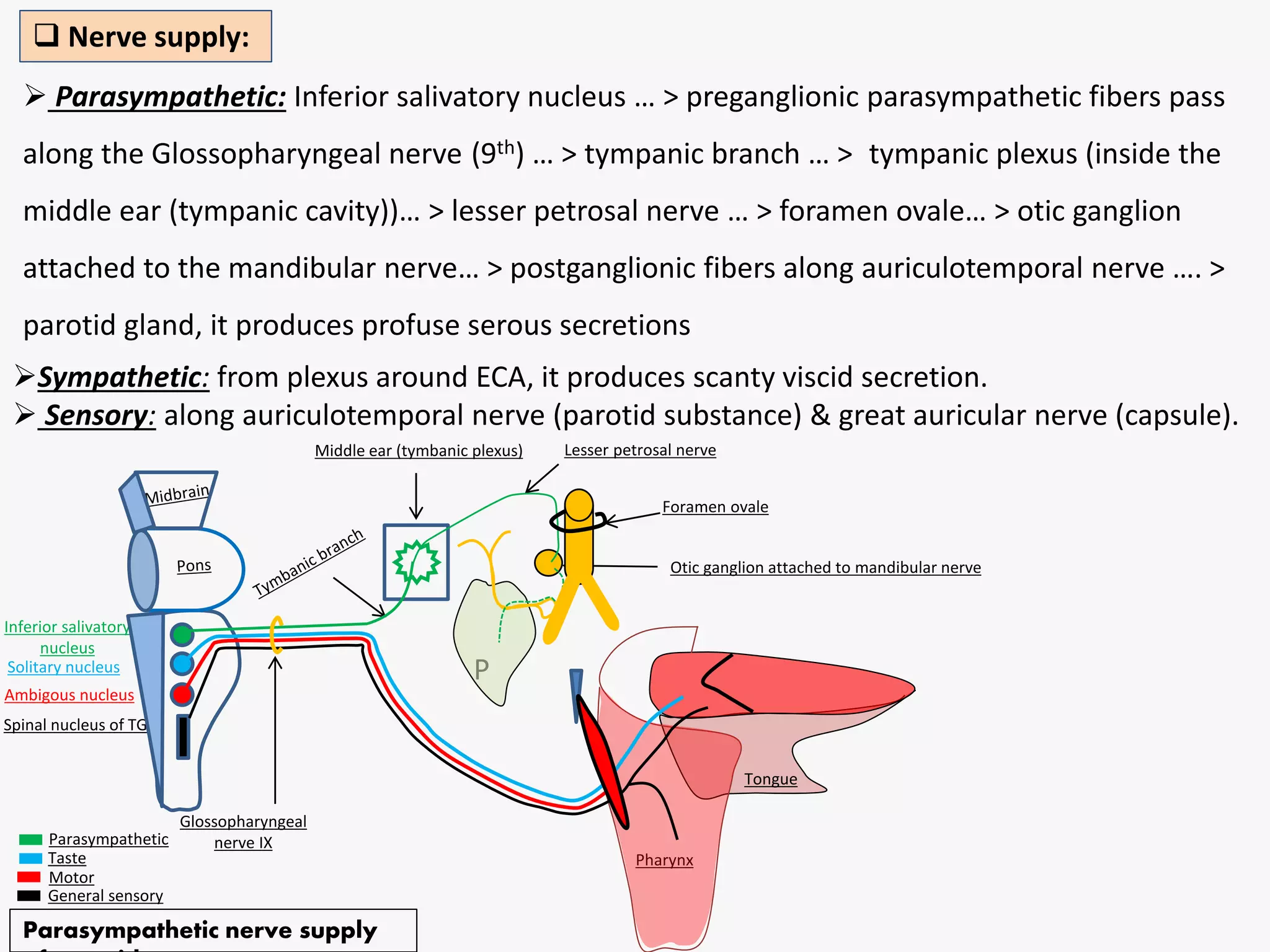 Lecture 2 (The parotid gland and the extracranial part of the facial ...