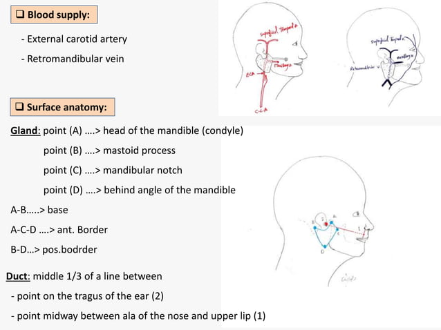 Lecture 2 (The parotid gland and the extracranial part of the facial ...