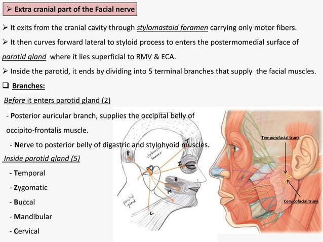 Lecture 2 (The parotid gland and the extracranial part of the facial ...