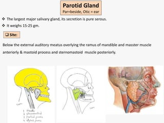 Lecture 2 (The parotid gland and the extracranial part of the facial ...