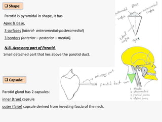 Lecture 2 (The parotid gland and the extracranial part of the facial ...