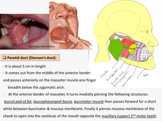 Lecture 2 (The parotid gland and the extracranial part of the facial ...
