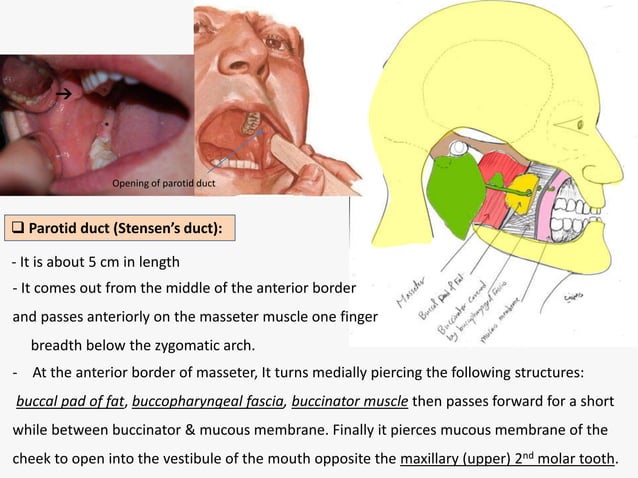 Lecture 2 (The parotid gland and the extracranial part of the facial ...