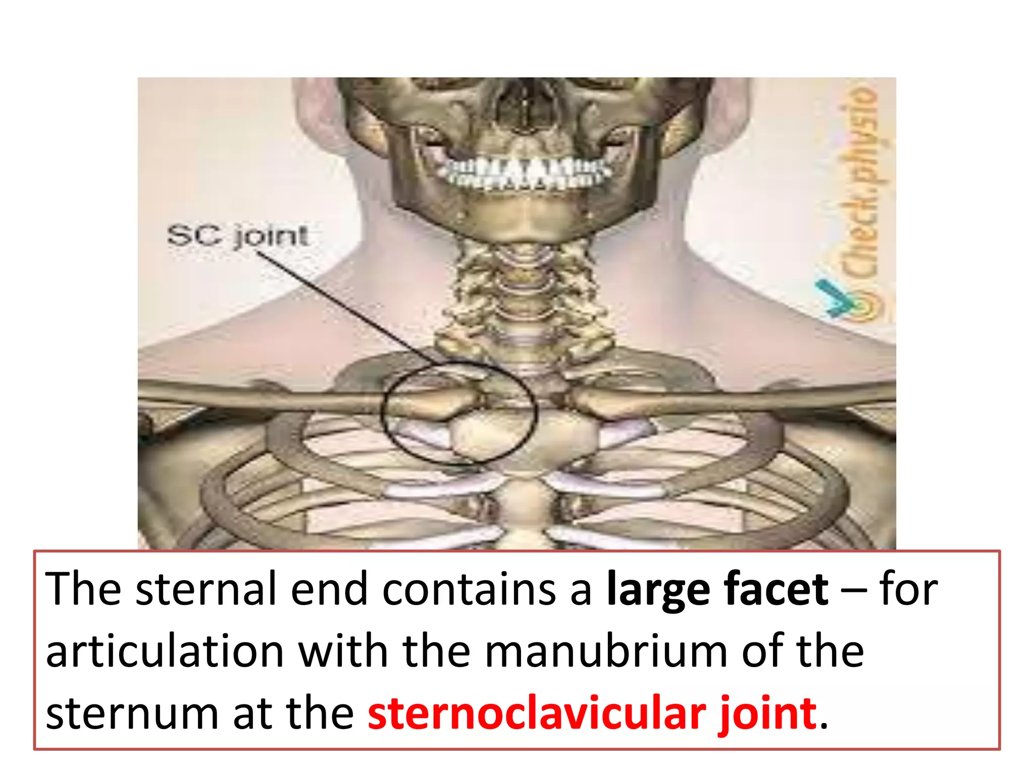 anatomy of pectoral region, Dr. Ameera Al-Humidi .pptx