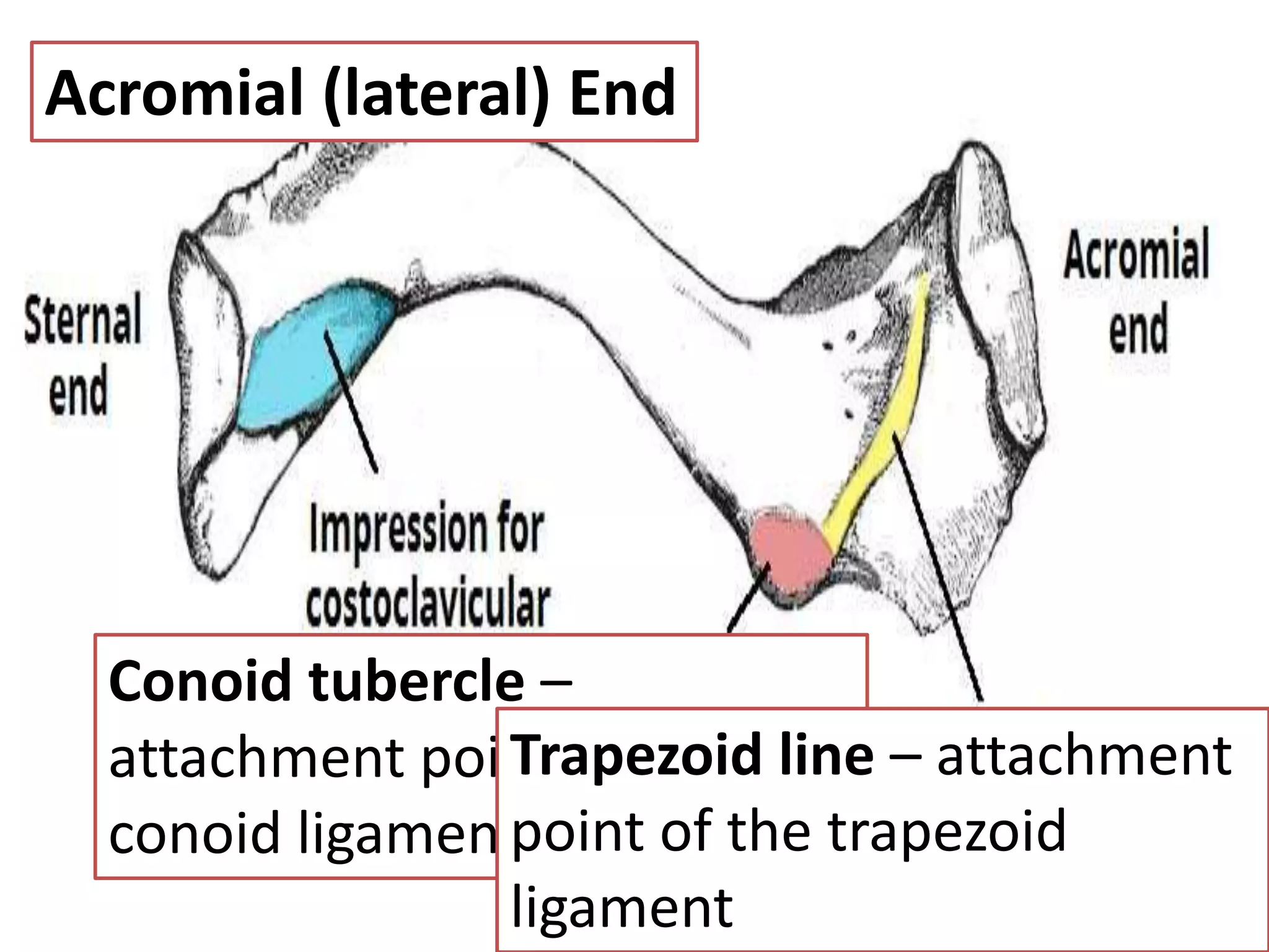 anatomy of pectoral region, Dr. Ameera Al-Humidi .pptx