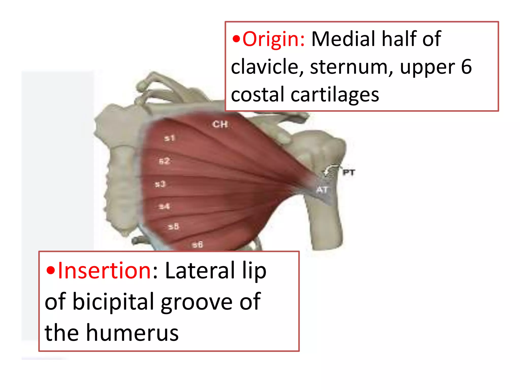 anatomy of pectoral region, Dr. Ameera Al-Humidi .pptx