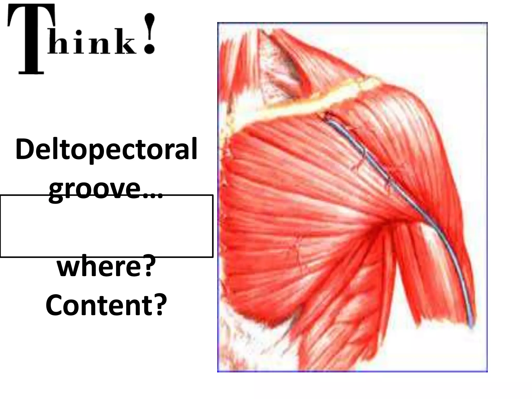 anatomy of pectoral region, Dr. Ameera Al-Humidi .pptx