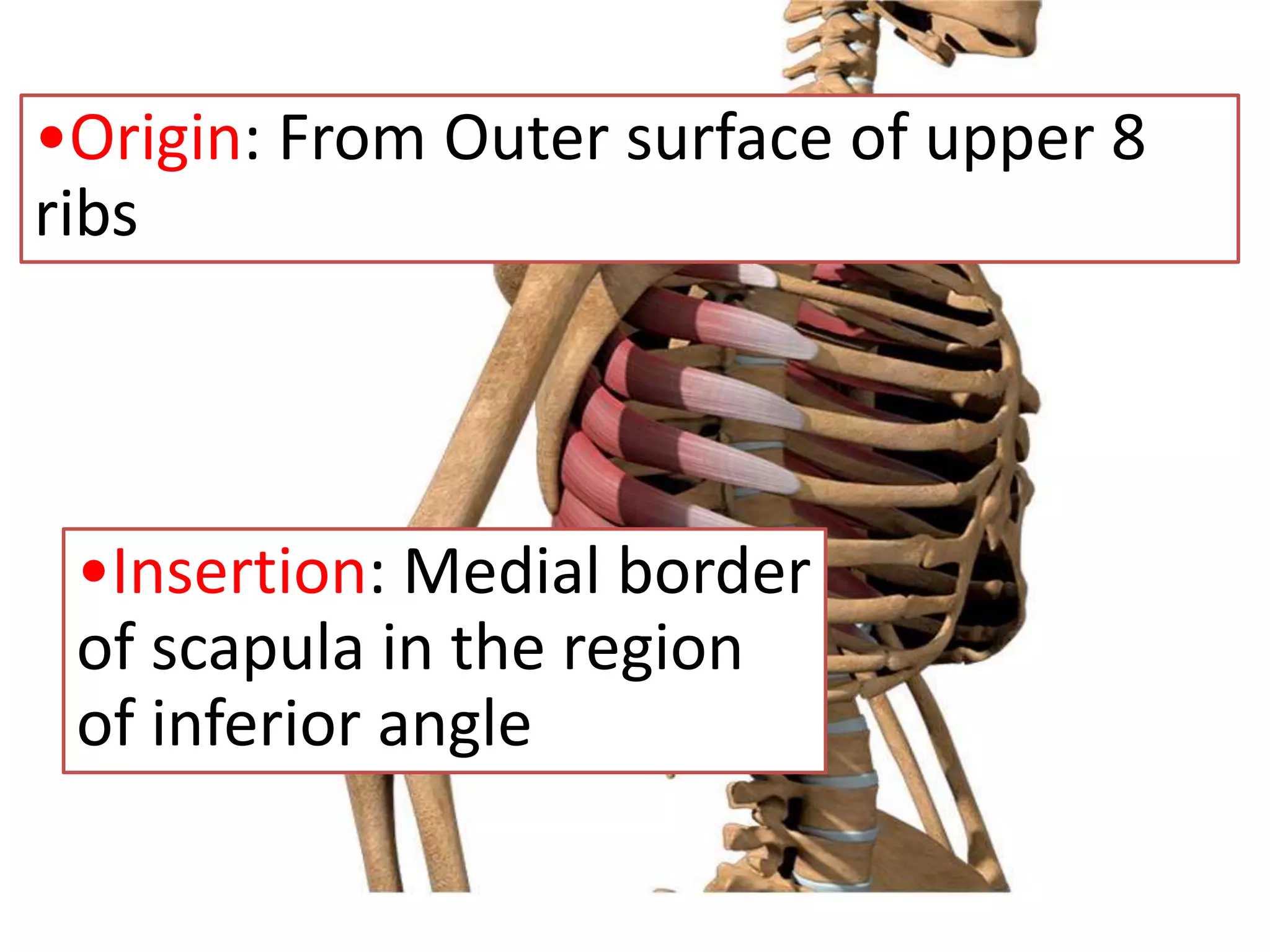 anatomy of pectoral region, Dr. Ameera Al-Humidi .pptx