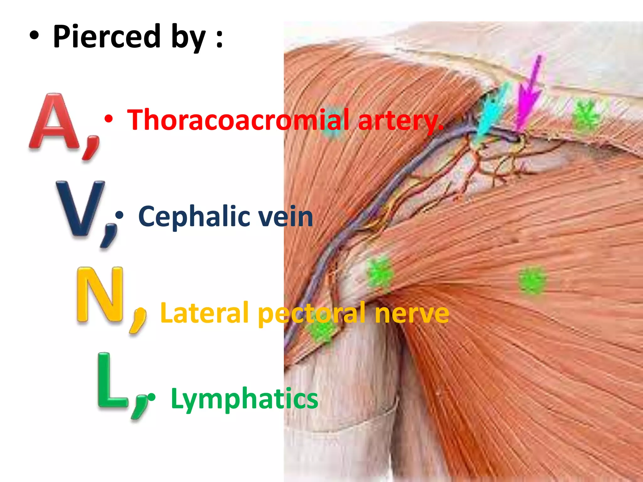 anatomy of pectoral region, Dr. Ameera Al-Humidi .pptx