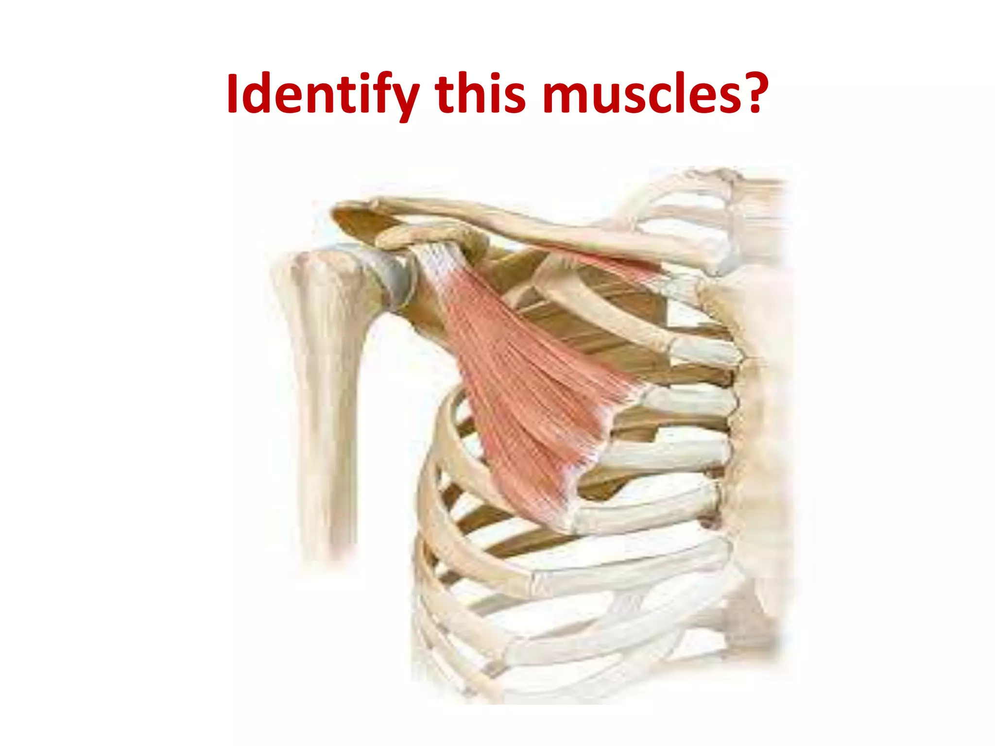 anatomy of pectoral region, Dr. Ameera Al-Humidi .pptx