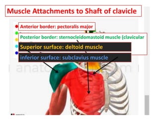 anatomy of pectoral region, Dr. Ameera Al-Humidi .pptx