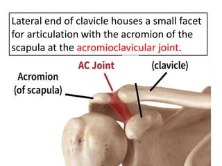 anatomy of pectoral region, Dr. Ameera Al-Humidi .pptx