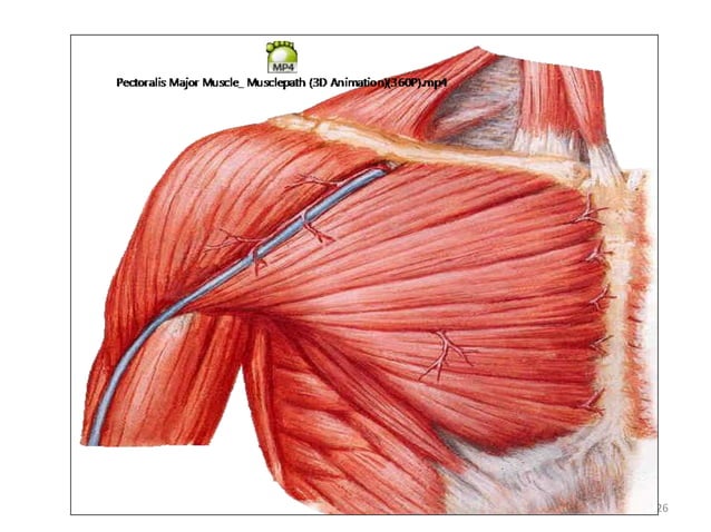 anatomy of pectoral region, Dr. Ameera Al-Humidi .pptx