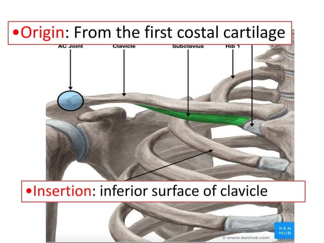 anatomy of pectoral region, Dr. Ameera Al-Humidi .pptx