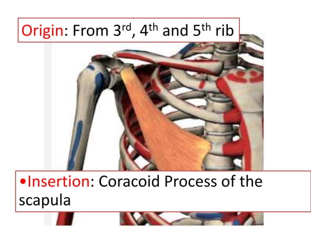 anatomy of pectoral region, Dr. Ameera Al-Humidi .pptx