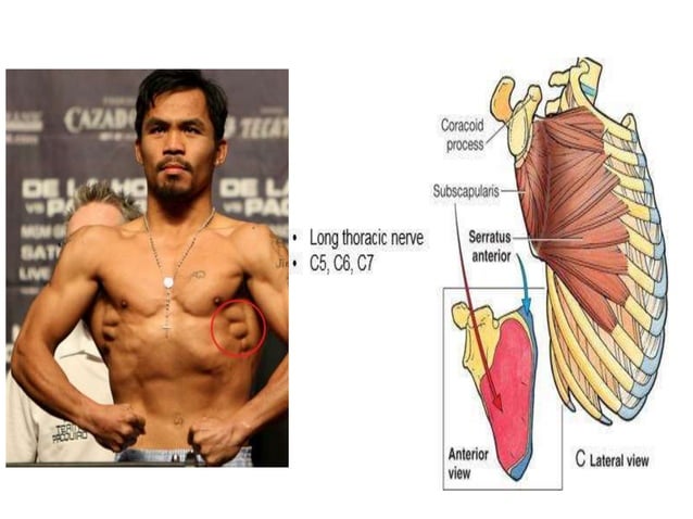anatomy of pectoral region, Dr. Ameera Al-Humidi .pptx