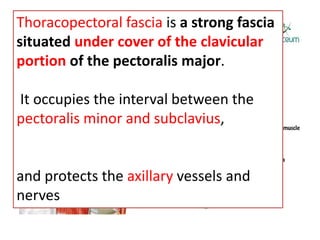 anatomy of pectoral region, Dr. Ameera Al-Humidi .pptx