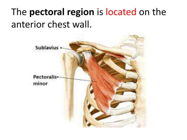 anatomy of pectoral region, Dr. Ameera Al-Humidi .pptx