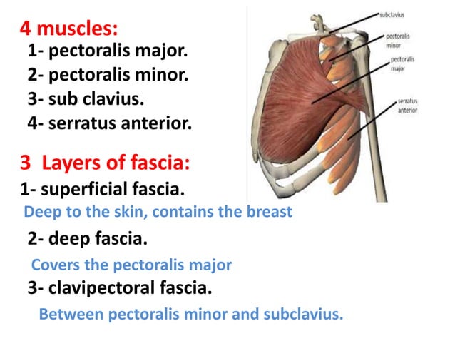 anatomy of pectoral region, Dr. Ameera Al-Humidi .pptx