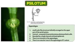 Botany Semester 'third semester' topic PSILOTUM | PDF
