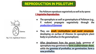 Botany Semester 'third semester' topic PSILOTUM | PDF