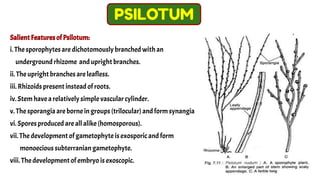 Botany Semester 'third semester' topic PSILOTUM | PDF