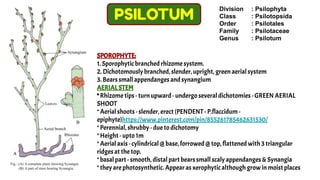 Botany Semester 'third semester' topic PSILOTUM | PDF