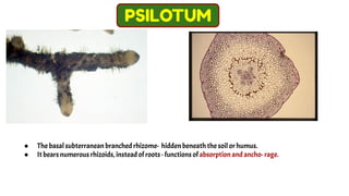 Botany Semester 'third semester' topic PSILOTUM | PDF
