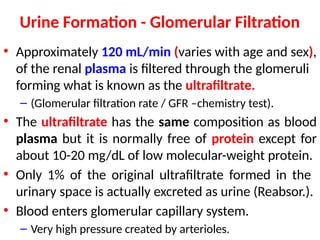 LECTURE 2 (Renal Anatomy and Physiology and Urine Formation).pptx