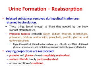 LECTURE 2 (Renal Anatomy and Physiology and Urine Formation).pptx