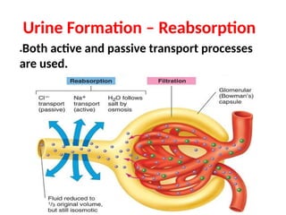 LECTURE 2 (Renal Anatomy and Physiology and Urine Formation).pptx