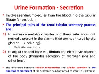 LECTURE 2 (Renal Anatomy and Physiology and Urine Formation).pptx