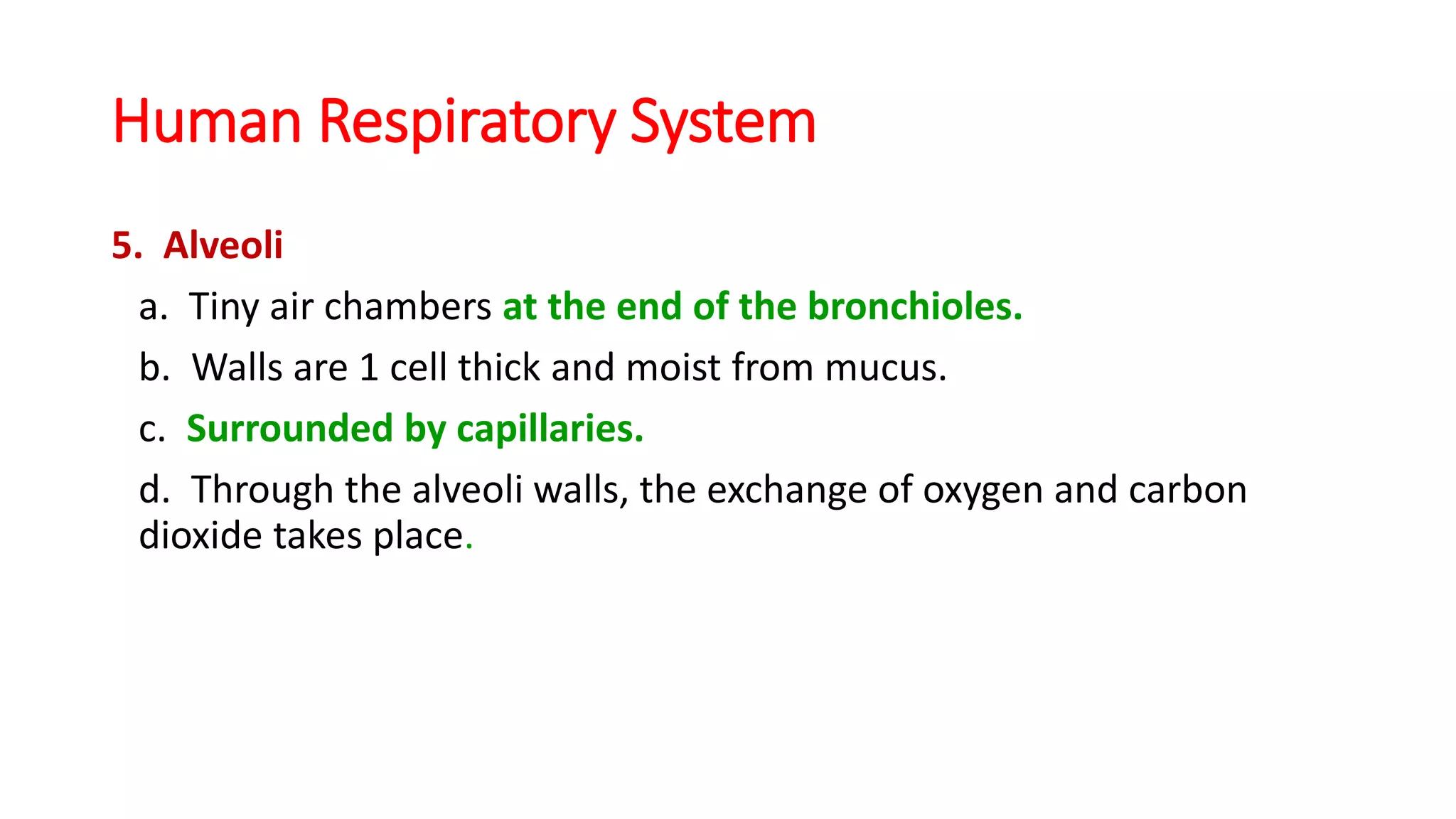 Lecture 2 Respiratory System.pptx