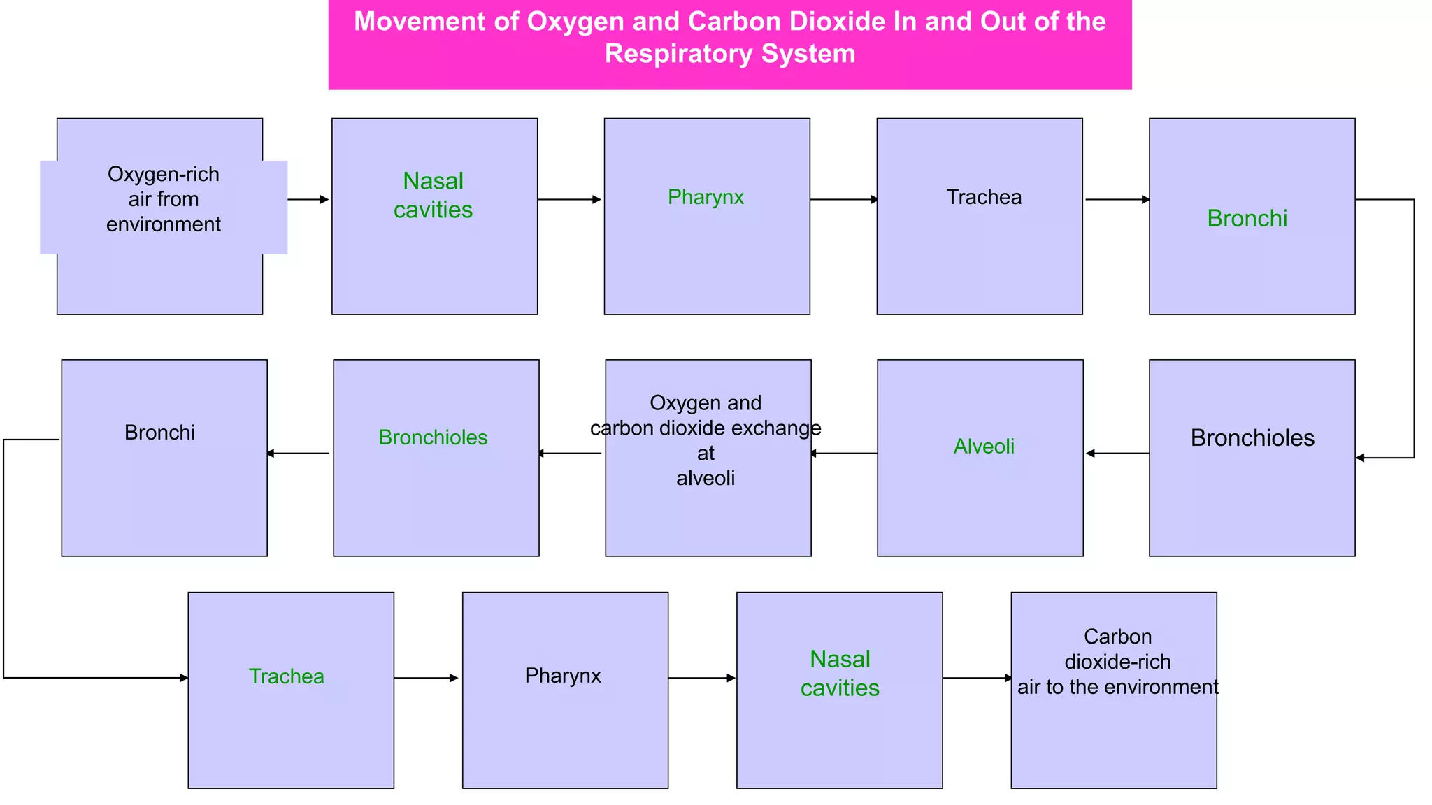 Lecture 2 Respiratory System.pptx
