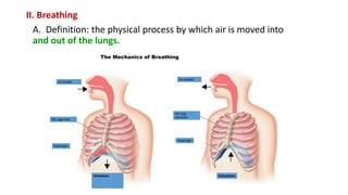 Lecture 2 Respiratory System.pptx