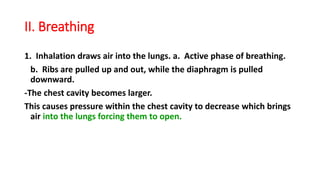 Lecture 2 Respiratory System.pptx