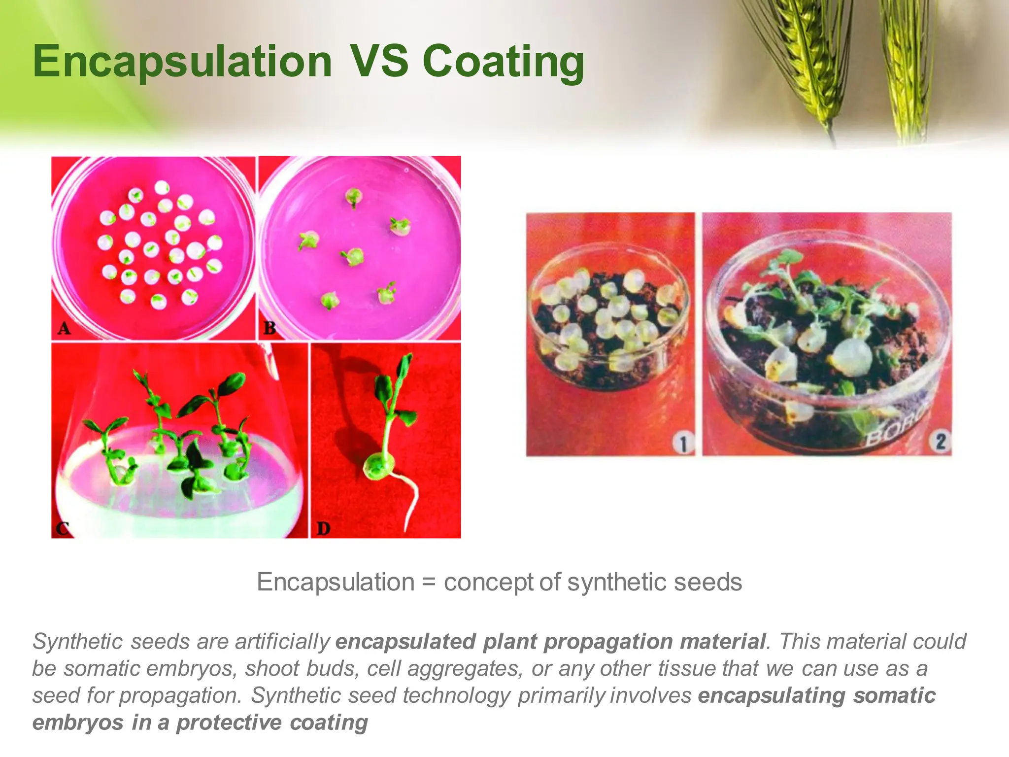 Seed coating technologies agriculture.pdf