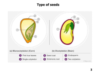 Lecture 2 seed sowing and planting geometry - Copy.pptx