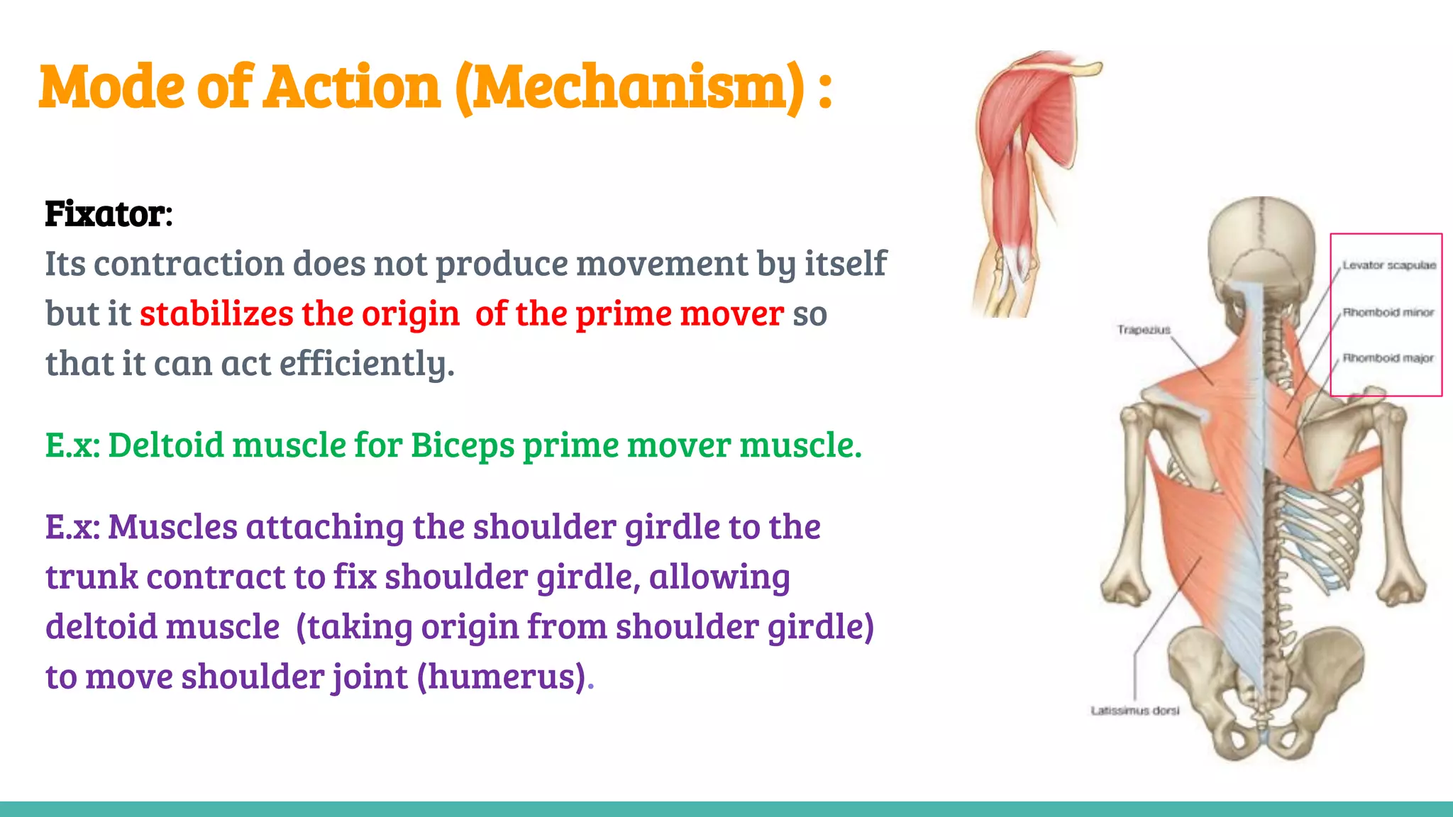 Lecture (2) SKELETAL MUSCLES.pdf