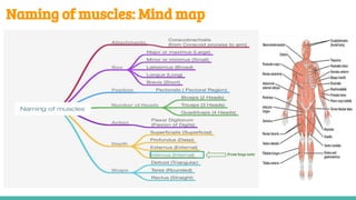 Lecture (2) SKELETAL MUSCLES.pdf | Death, Injury, or Military Conflict ...