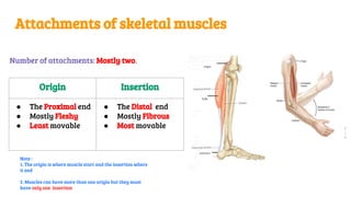 Lecture (2) SKELETAL MUSCLES.pdf
