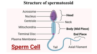 Lecture #2 Spermatogenesis and its stages.pptx