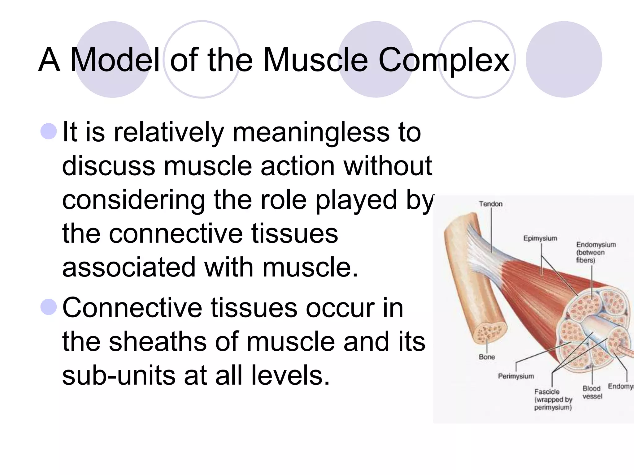 Strength and the muscular system | PPTX