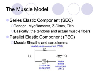Strength and the muscular system | PPTX