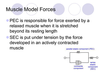 Strength and the muscular system | PPTX