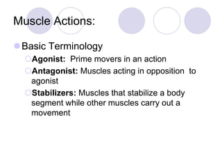 Strength and the muscular system | PPTX