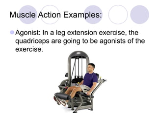 Strength and the muscular system | PPTX